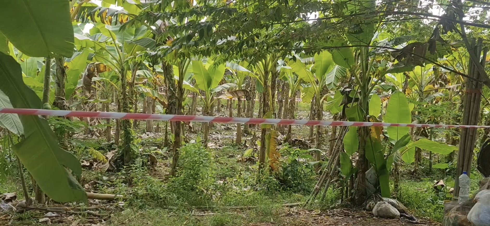 (มีคลิป) คืบหน้าลอบยิงเจ้าของสวนกล้วยหอมคาดปมแย่งน้ำ-ตัดหญ้ากลางคืน ...