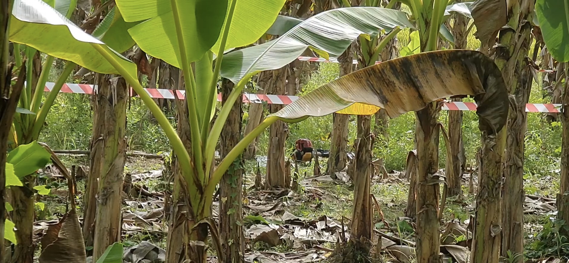 (มีคลิป) คืบหน้าลอบยิงเจ้าของสวนกล้วยหอมคาดปมแย่งน้ำ-ตัดหญ้ากลางคืน ...