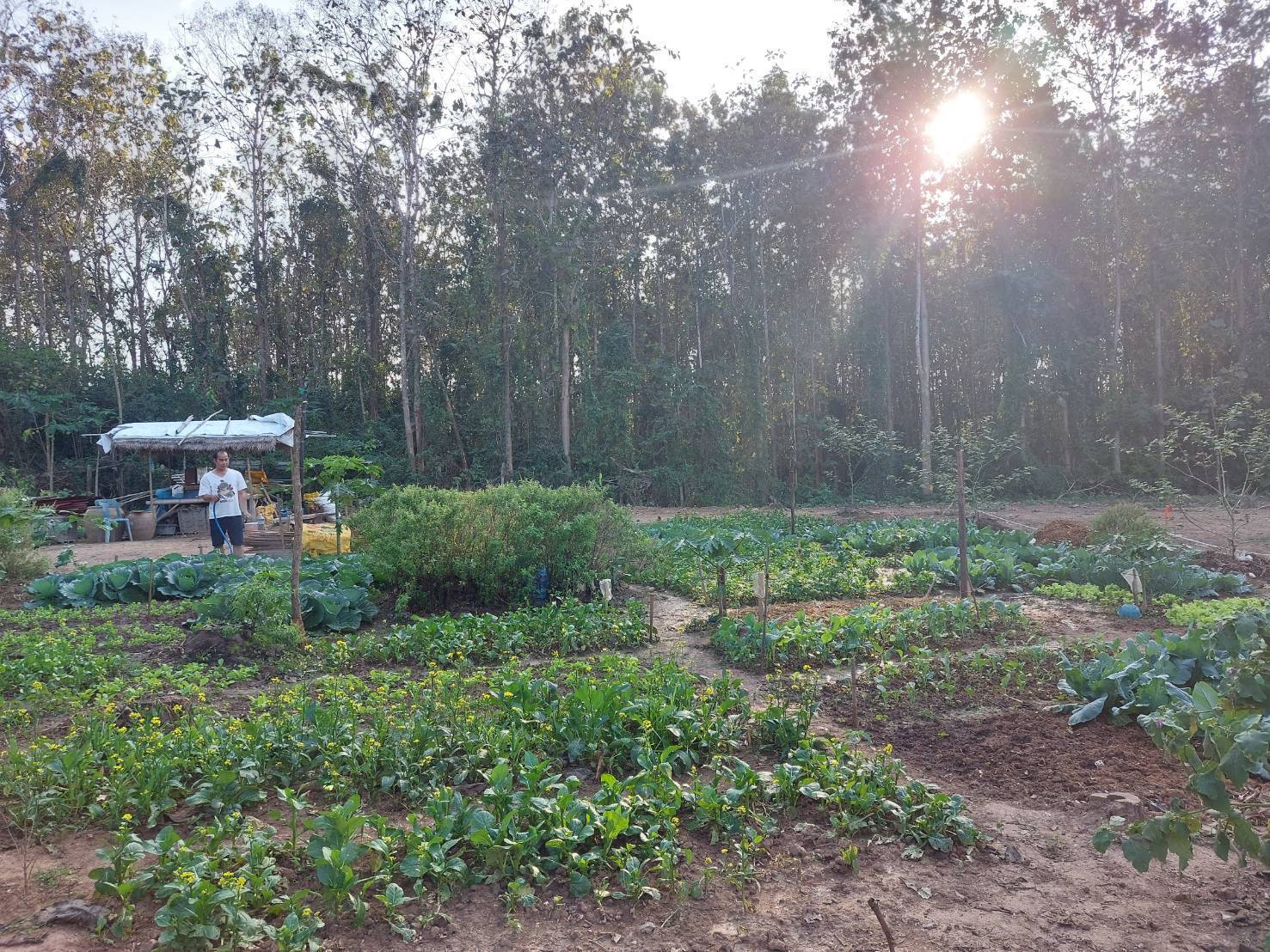 พช.อ.สูงเม่น ขับเคลื่อนกิจกรรมการปลูกผักสวนครัว ตามแผนปฏิบัติการ 90 วัน ...