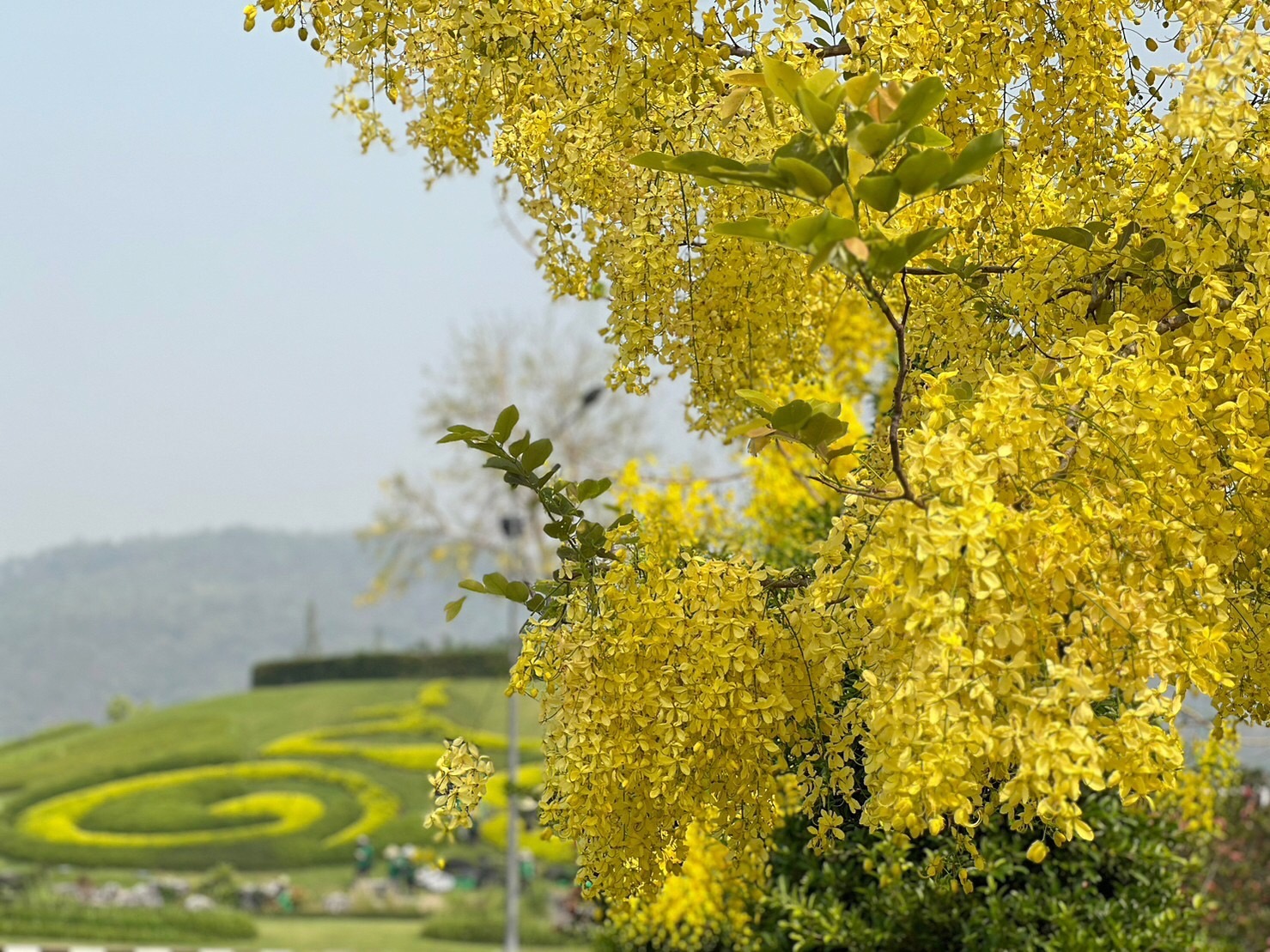 อุโมงค์ราชพฤกษ์แห่งแรกในประเทศไทย - Chiang Mai News