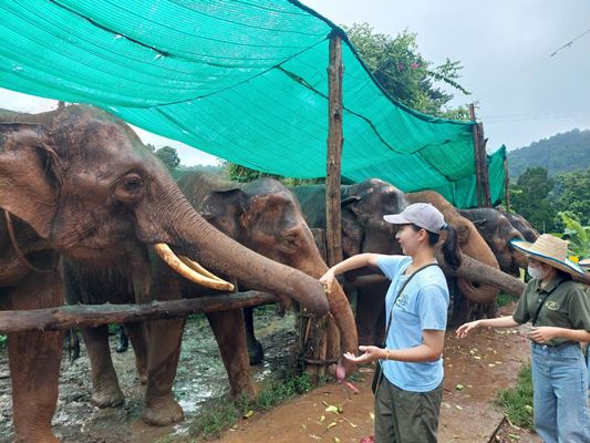 ศึกษาดูงานแนวทางการบริหารปางช้าง ควาญช้าง - Chiang Mai News