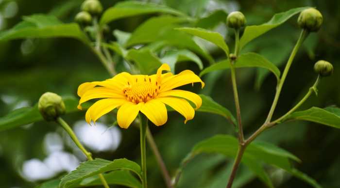 อบต.แม่อูคอ เตรียมเปิดเทศกาลท่องเที่ยวดอกบัวตองบานบนดอยแม่อูคอ