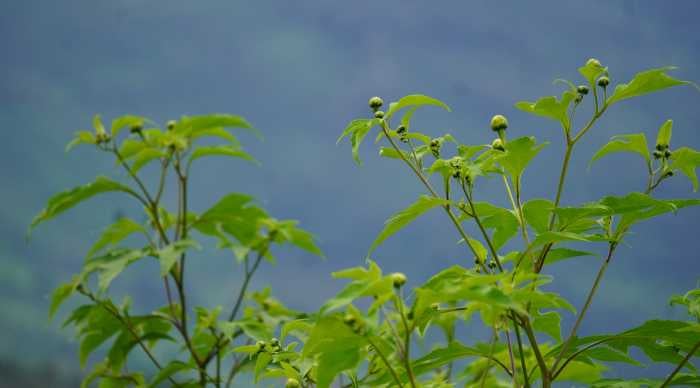 อบต.แม่อูคอ เตรียมเปิดเทศกาลท่องเที่ยวดอกบัวตองบานบนดอยแม่อูคอ