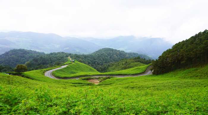 อบต.แม่อูคอ เตรียมเปิดเทศกาลท่องเที่ยวดอกบัวตองบานบนดอยแม่อูคอ