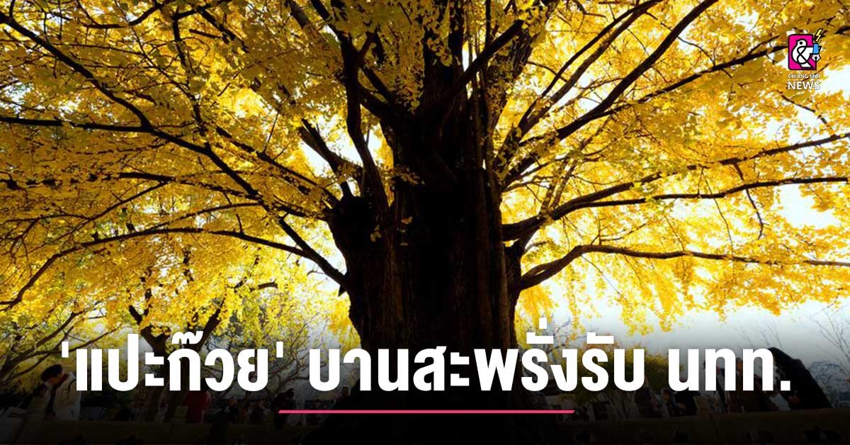 1,200-Year-Old Ginkgo Tree in Shanghai Stuns Visitors with Brilliant ...