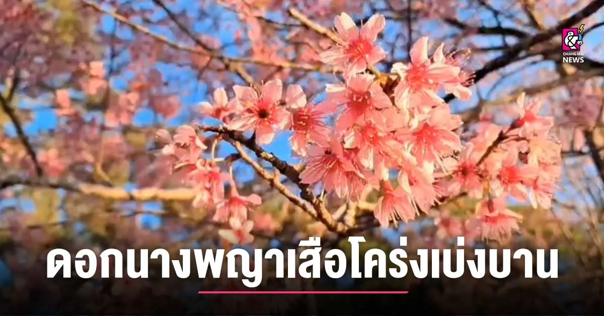 นทท.สุดฟิน! กางเต็นท์นอนชมดอกนางพญาเสือโคร่ง เบ่งบานอวดสีชมพู ที่ลานกาง ...